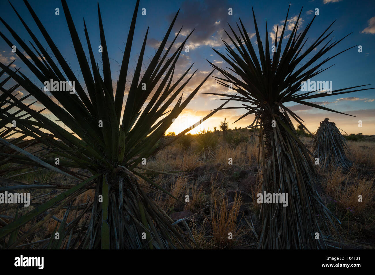 Alpine, Brewster County, Texas, USA Stock Photo - Alamy