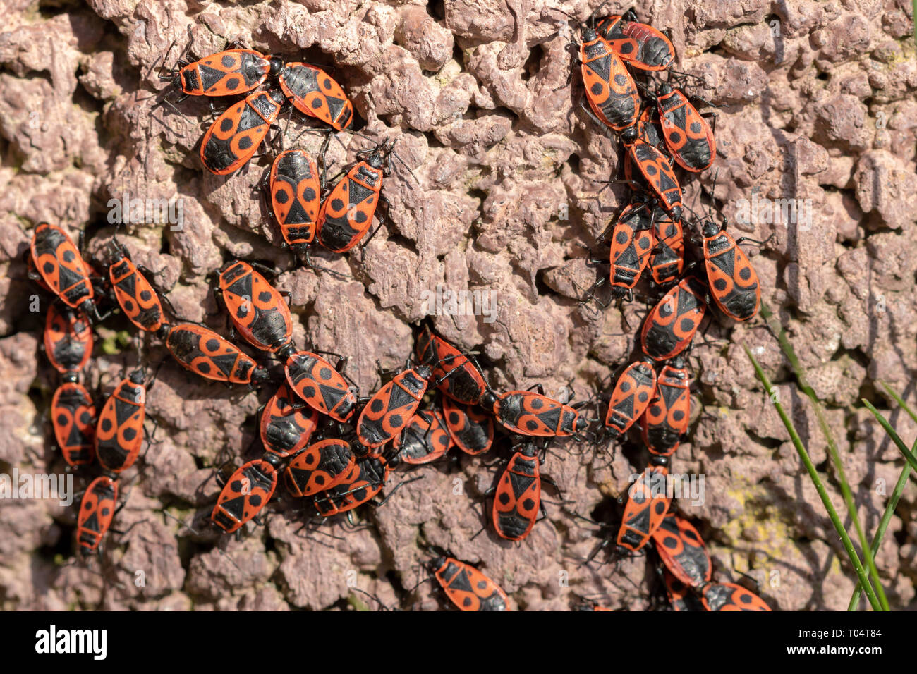 Close up photo of mating bugs hi-res stock photography and images - Alamy