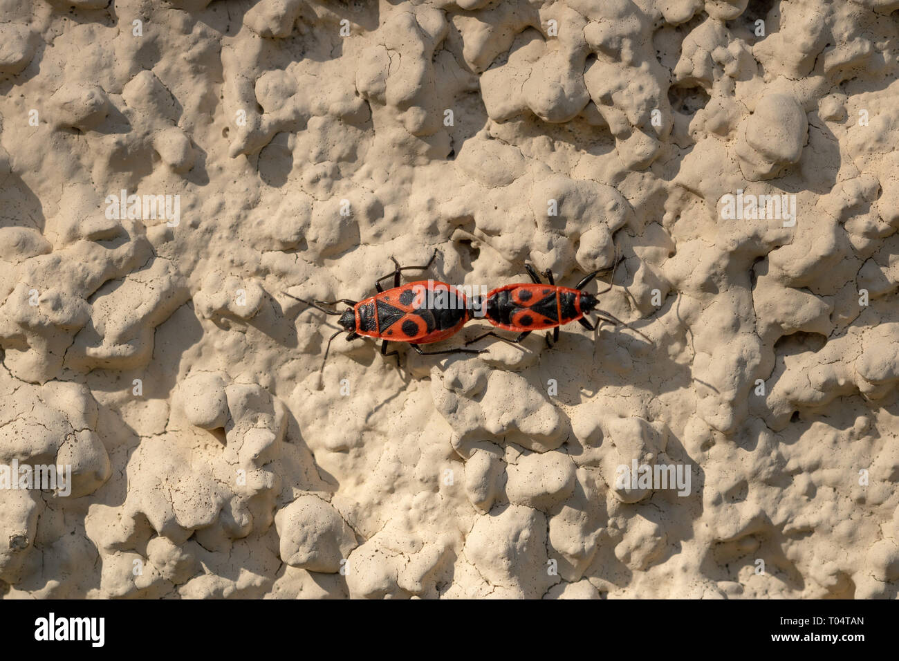 Close up photo of mating bugs hi-res stock photography and images - Alamy