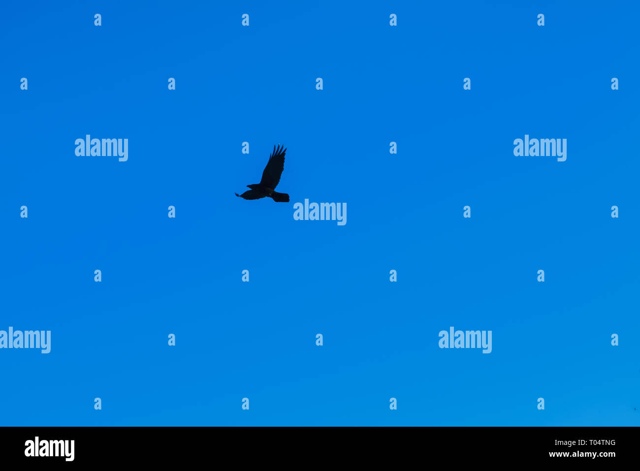 A lone bird soaring into the clear blue sky. A flying bird against a ...