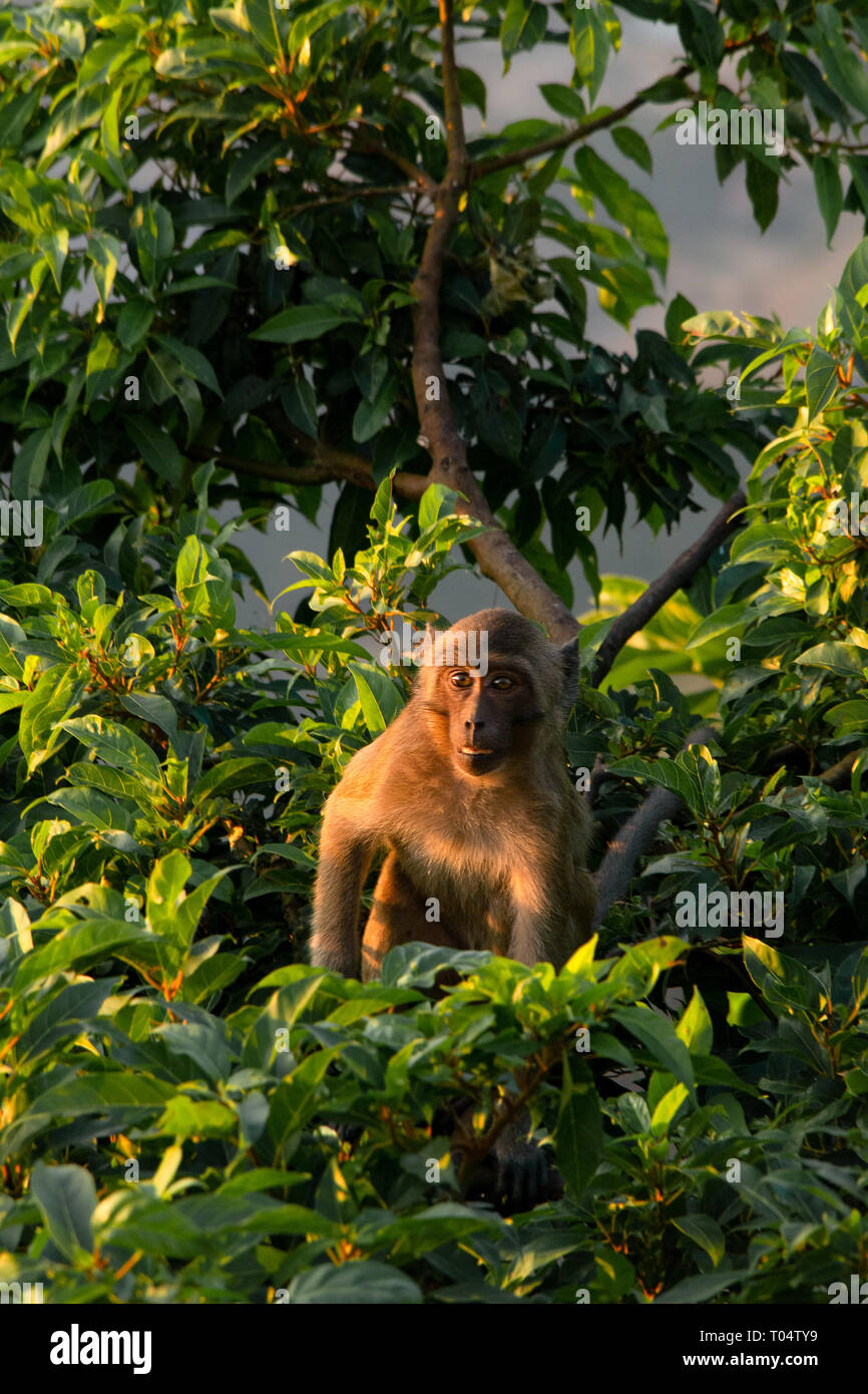 Young macaque monkey looks at the camera from a tree top at golden hour ...