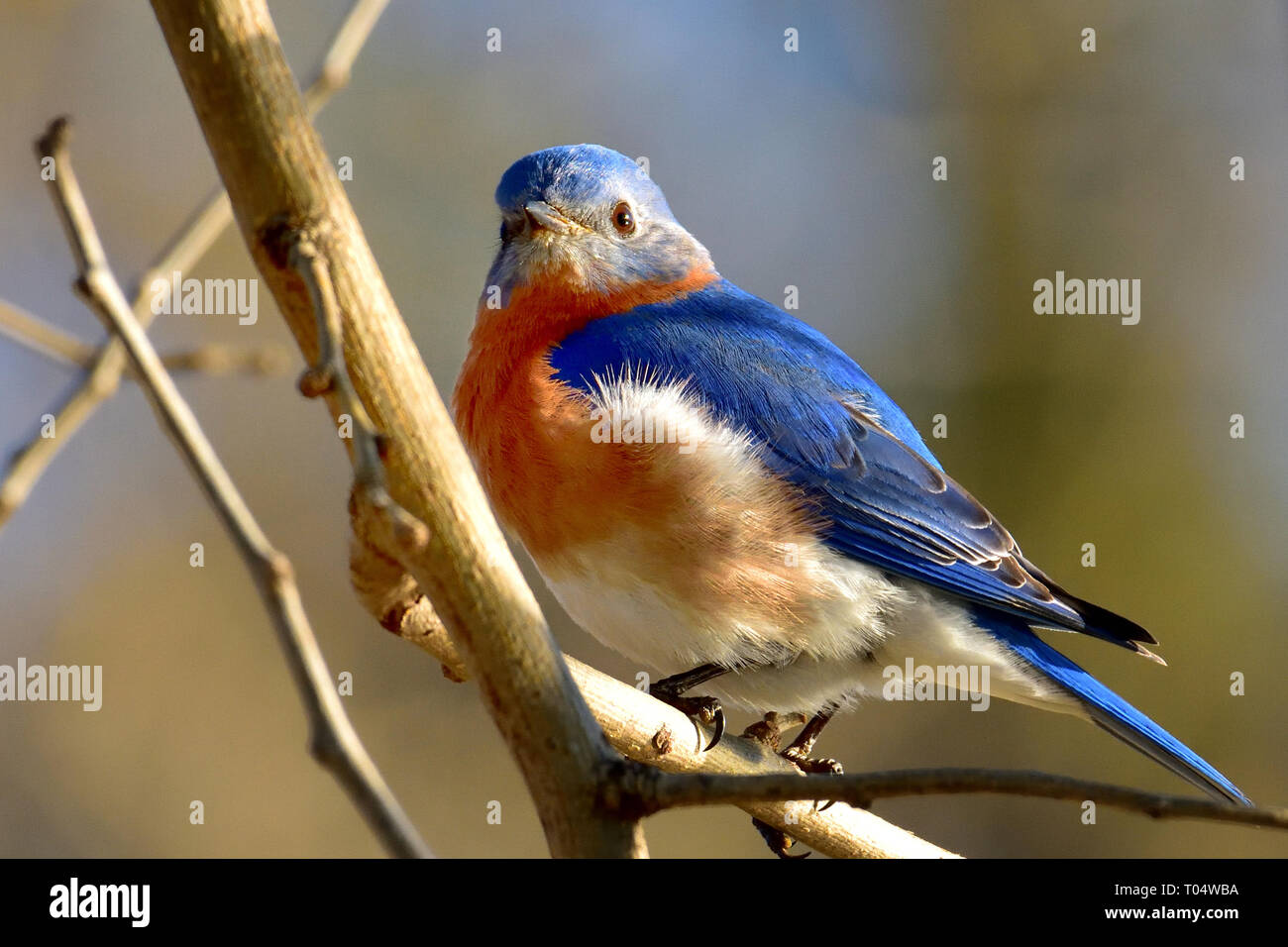Adult male bluebird hi-res stock photography and images - Alamy
