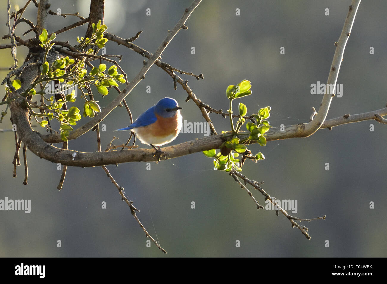 Bluebird in tree hi-res stock photography and images - Alamy