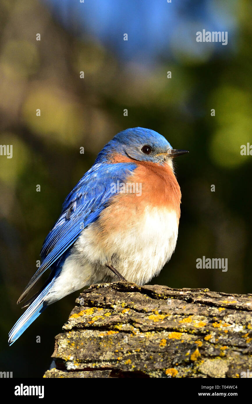 Adult bluebird hi-res stock photography and images - Alamy