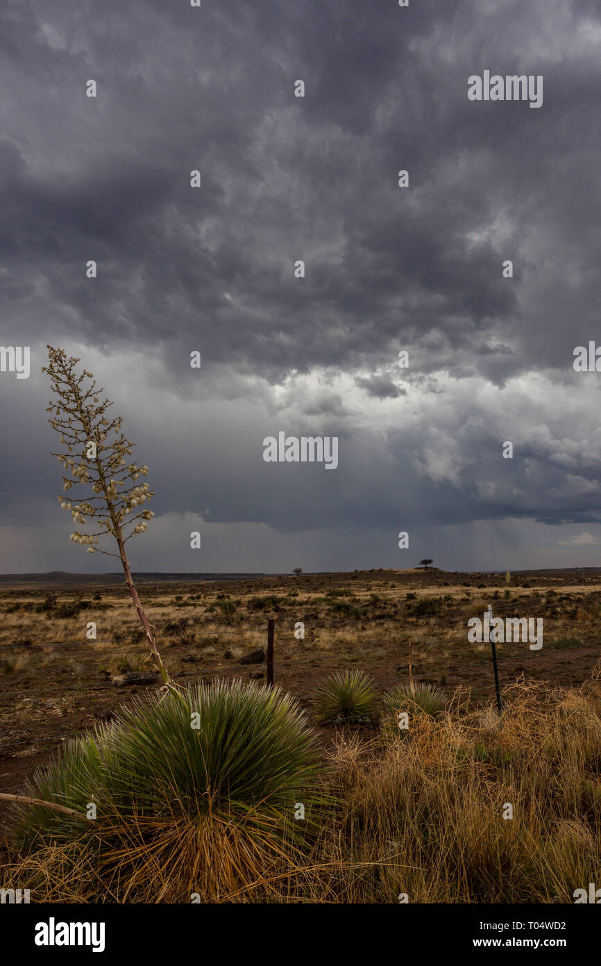 Marfa texas desert hi-res stock photography and images - Alamy