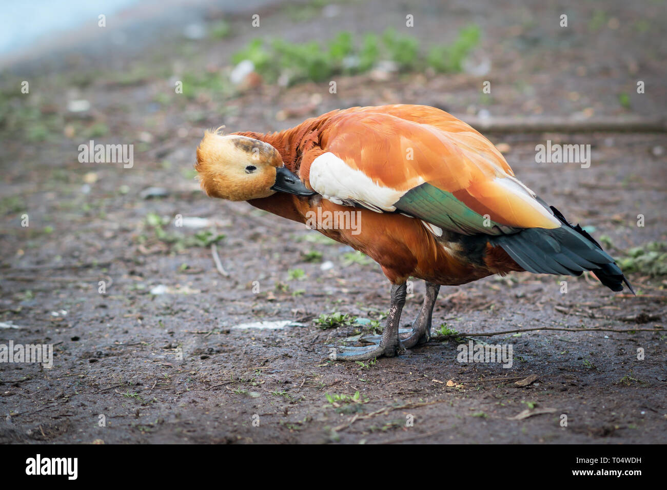A side-view of a male ruddy shelduck or Brahminy duck or Tadorna ...