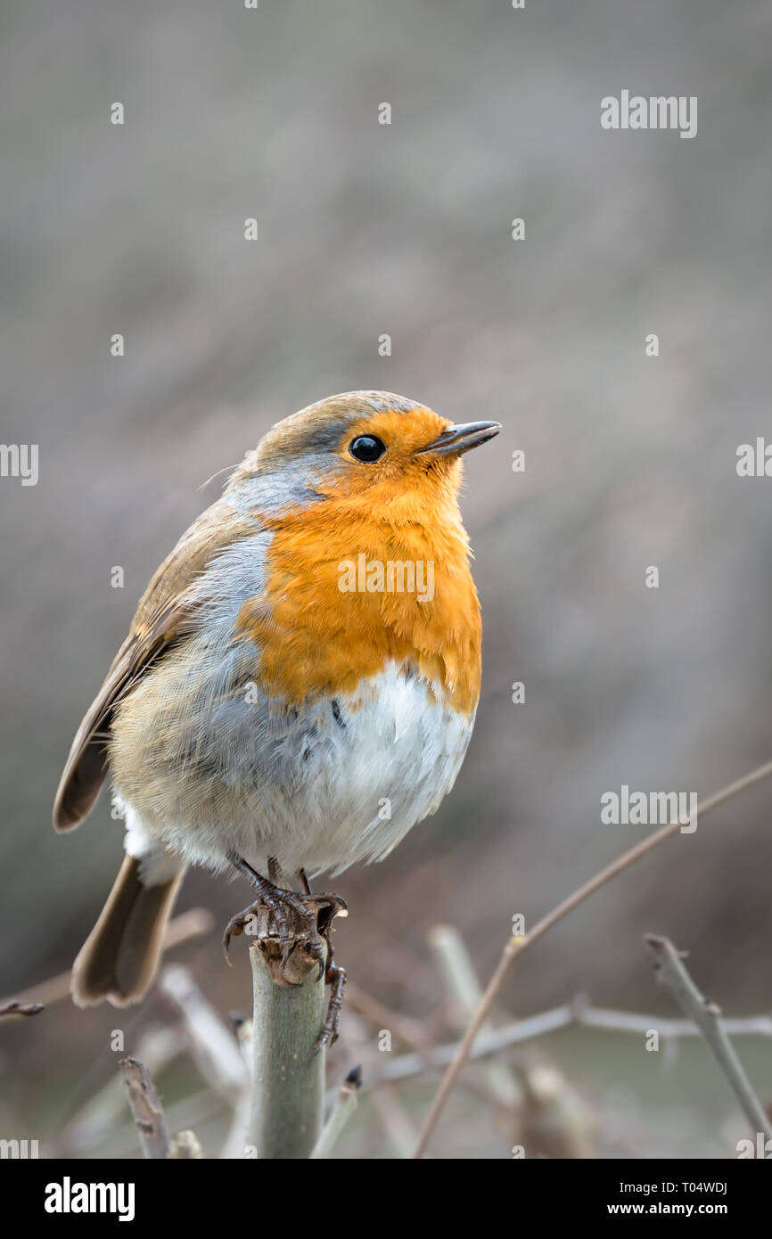 A lightly puffed up English robin redbreast with bright orange chest in ...