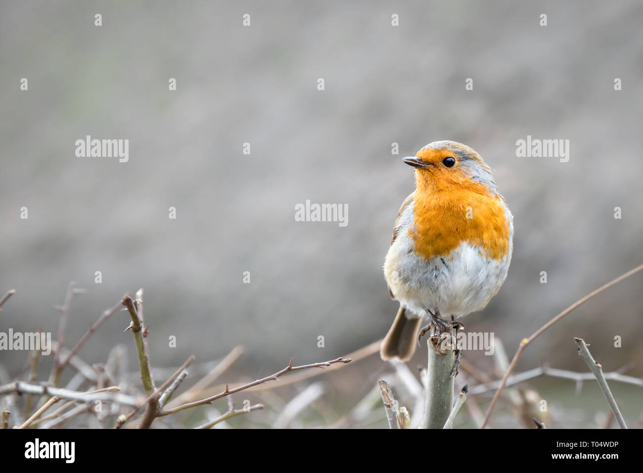 A lightly puffed up English robin redbreast with bright orange chest in ...