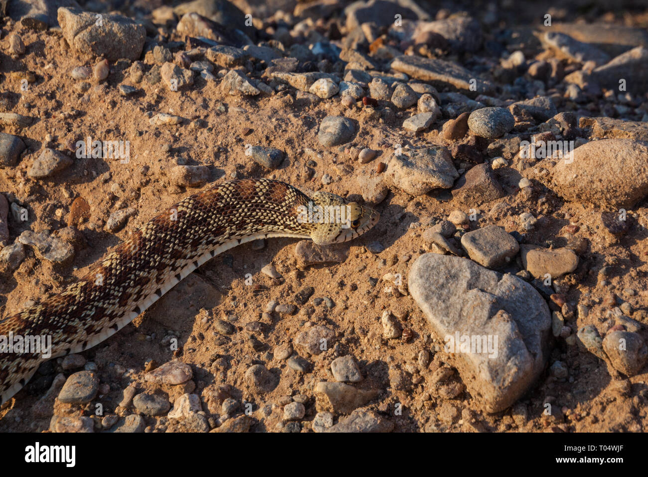 Hudspeth hi-res stock photography and images - Alamy