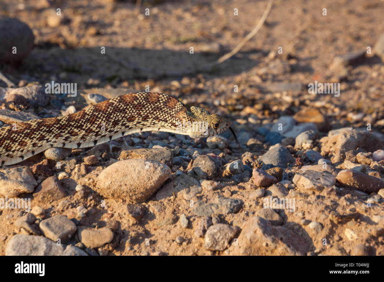 , Hudspeth County, Texas, USA Stock Photo - Alamy