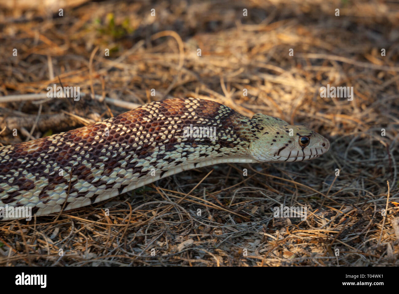 Hudspeth High Resolution Stock Photography and Images - Alamy