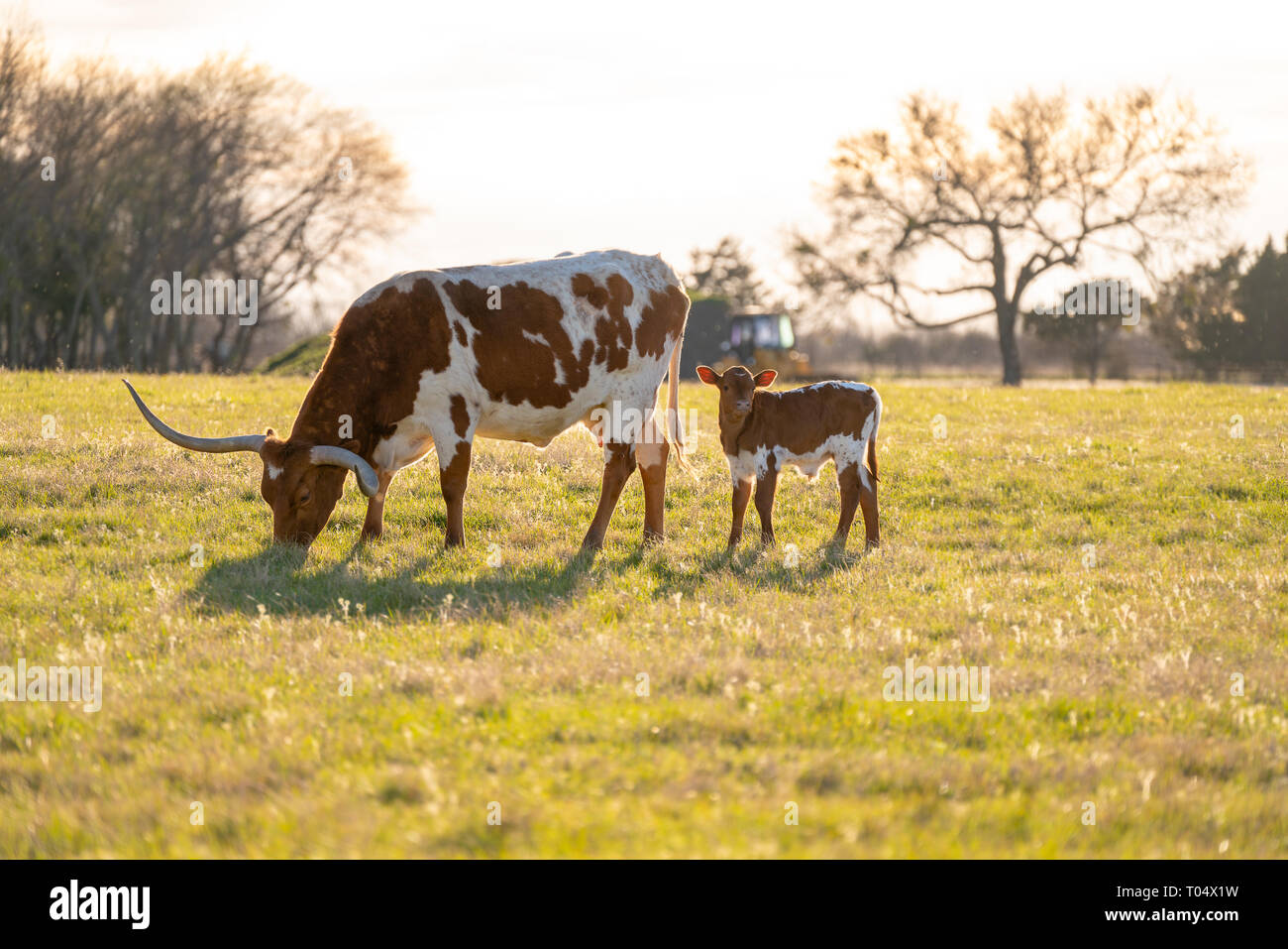 Mother and calf longhorns near Dallas, Texas in the spring time Stock ...