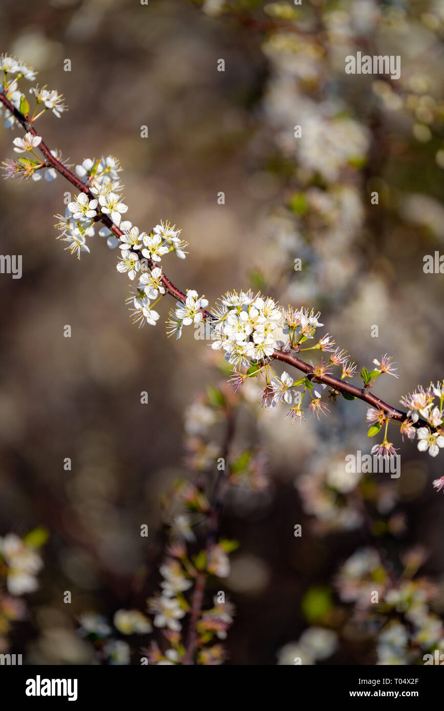Tree branch with many budding small white flowers blooming near Dallas ...
