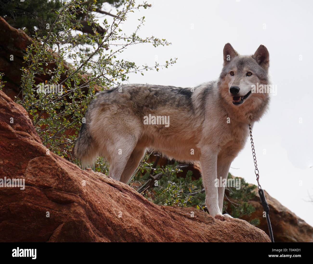 A big wolf standing on alert on top of a ledge looking to one side ...