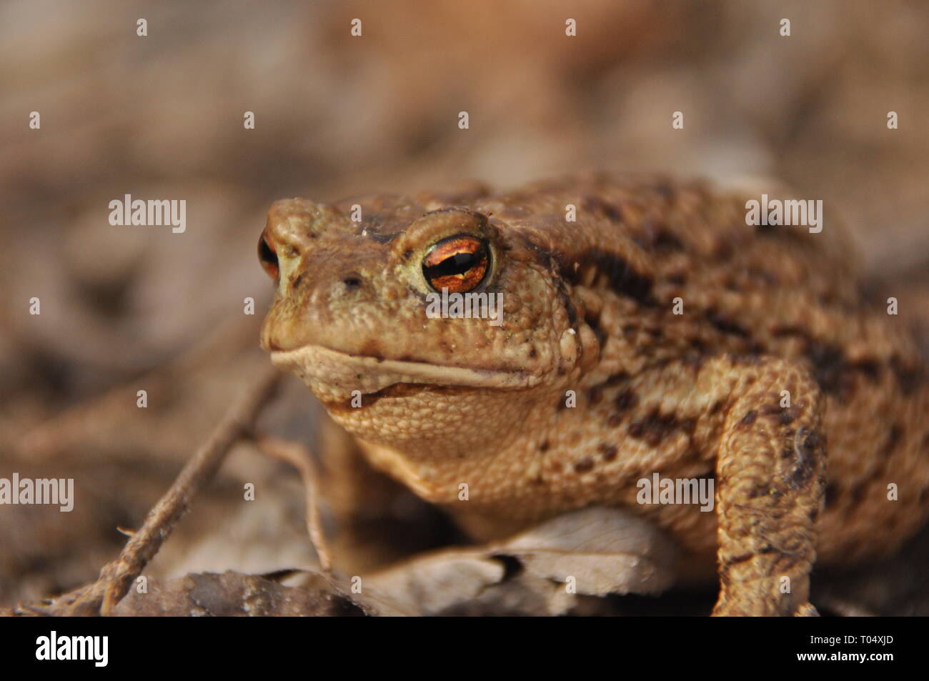 Toad. Amphibian during the spring awakening and mating Stock Photo - Alamy