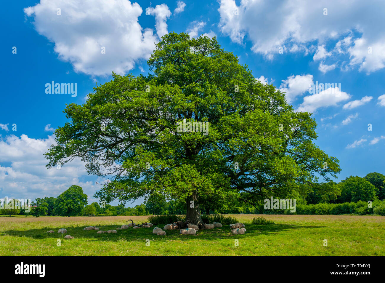 Sheep sheltering from the sun under an oak tree in the weald of kent ...