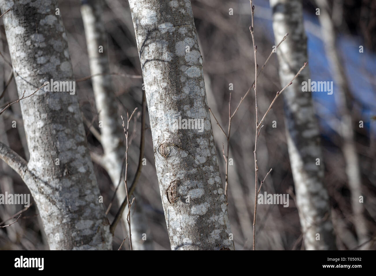 Alnus incana. Gray alder trees. Stubaital. Austrian Alps. Europe Stock ...