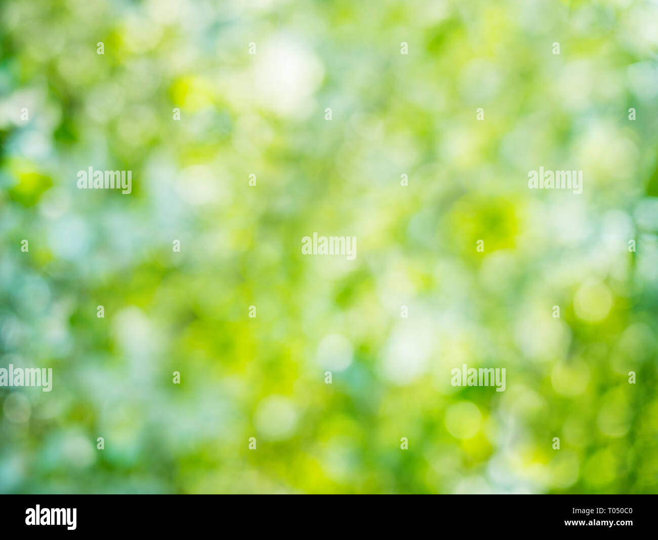 Green abstract nature bokeh background Stock Photo - Alamy