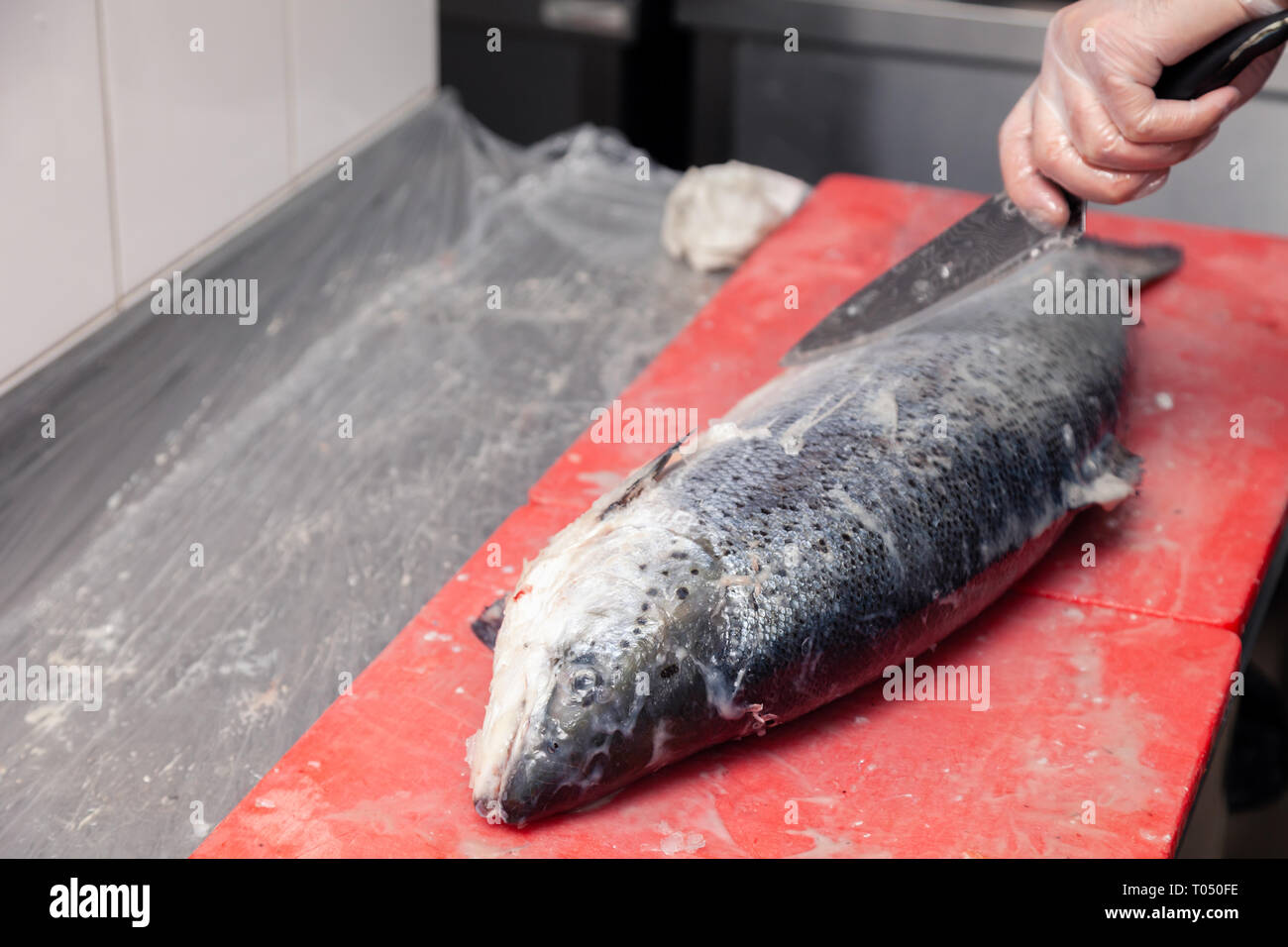 Chef cook carving whole fresh norwegian salmon fish with knife on red ...