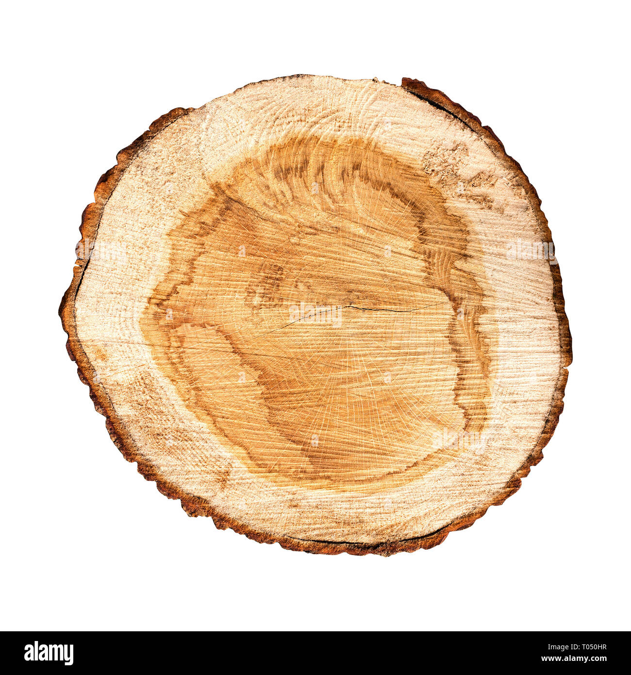 Tree cross section oak hi-res stock photography and images - Alamy