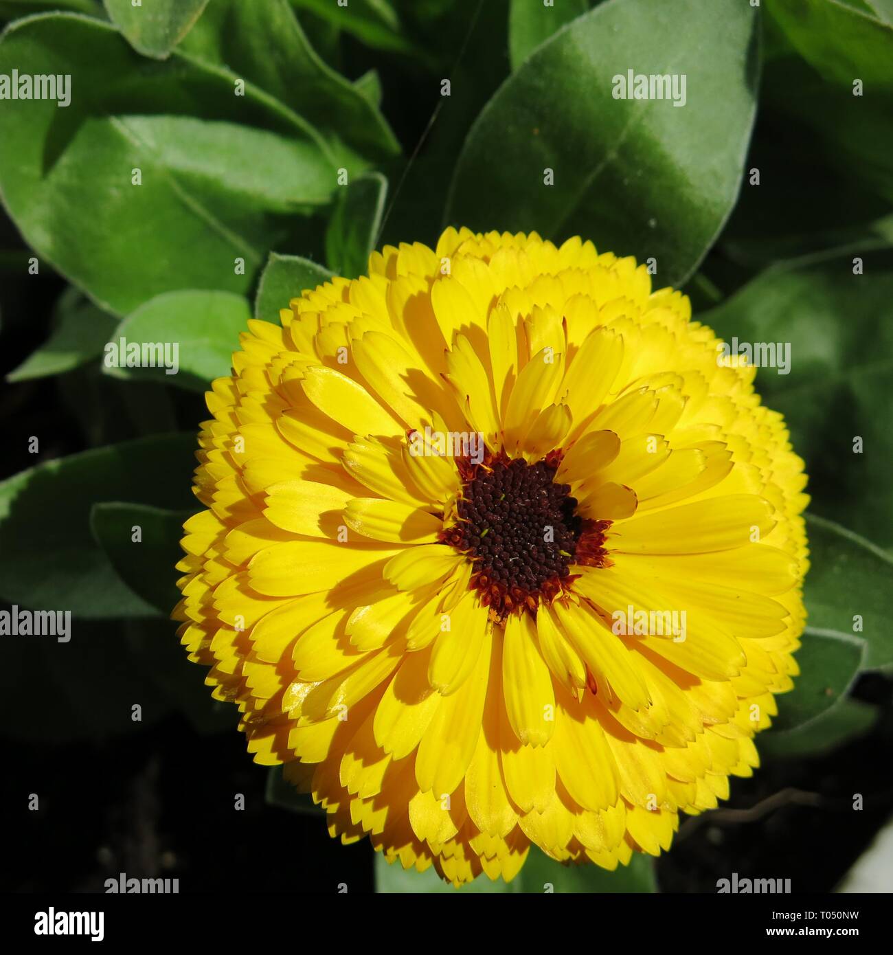Pic of yellow flower hi-res stock photography and images - Alamy