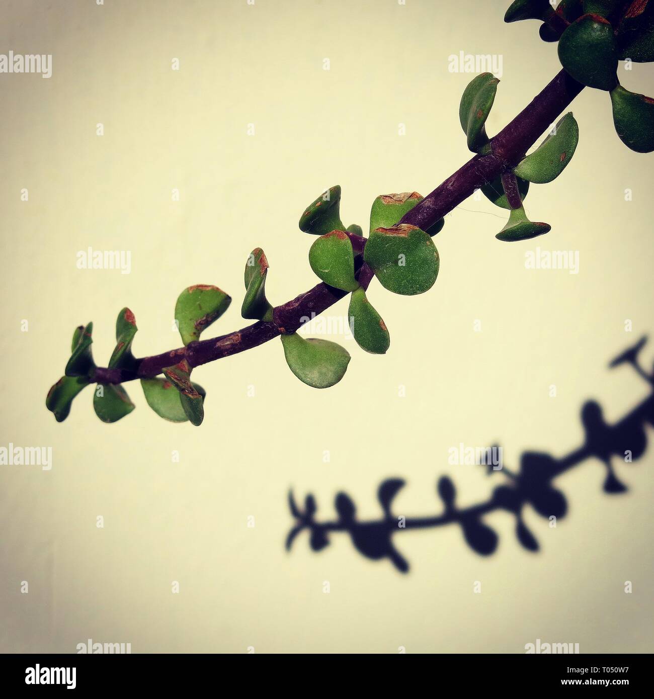 Green leaves of plant in a flower pot, casting shadow on white wall ...