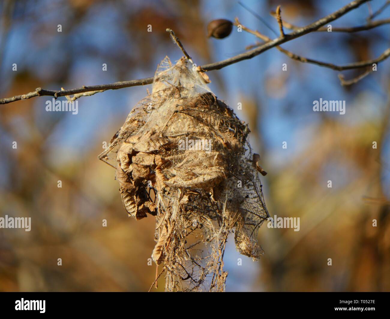 Medium shot of brown dead leaves in a tree where leaf tiers attack or ...