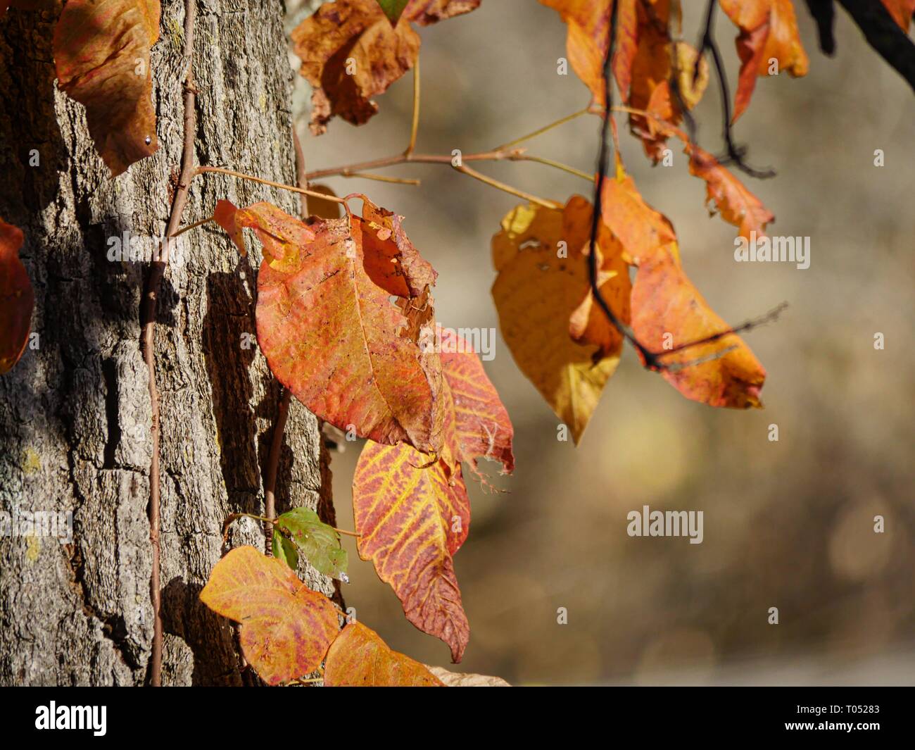 Colorful leaves hanging from a tree against the bark, with bokeh Stock ...