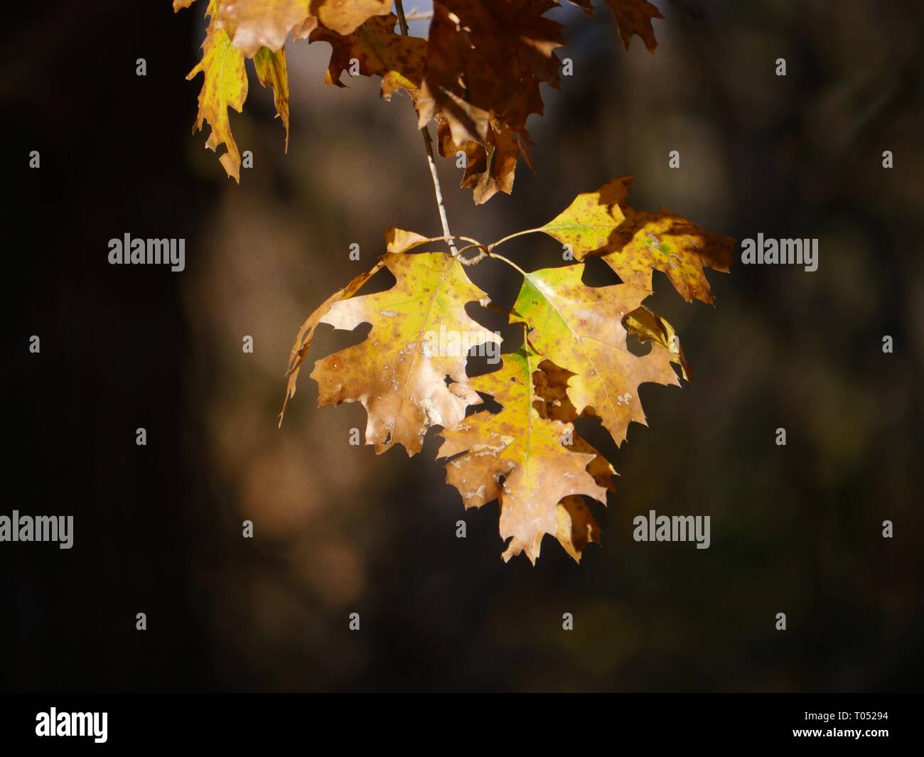Leaves Turning Brown High Resolution Stock Photography and Images - Alamy