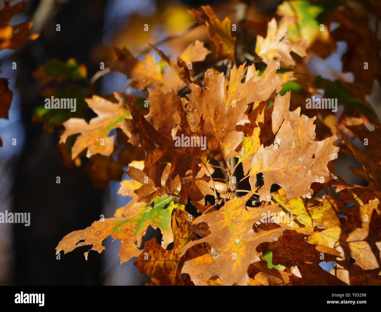 Color blast in maple leaves vignette by the shadows of the sun in the ...