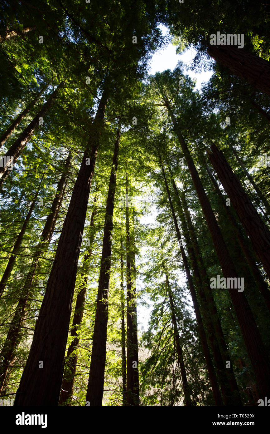Protected Natural Space. Sequoya (Sequoia sempervirens). Natural ...