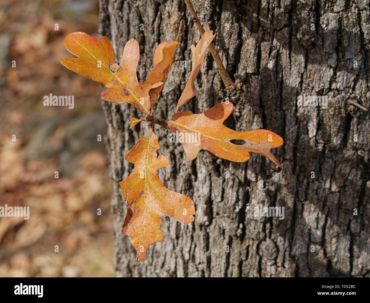 Branch with three colored leaves against the bark of a tree bark in the ...