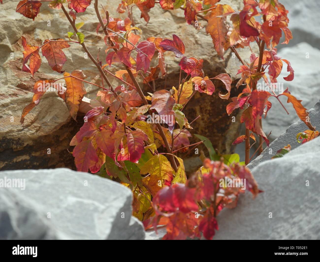 Bursting with colors of autumn hi-res stock photography and images - Alamy