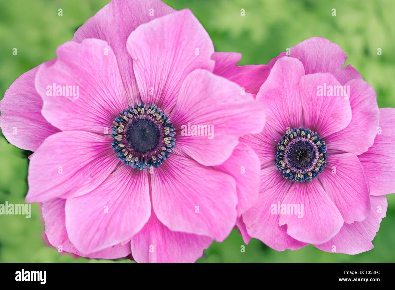 Pink Anemones High Resolution Stock Photography and Images - Alamy