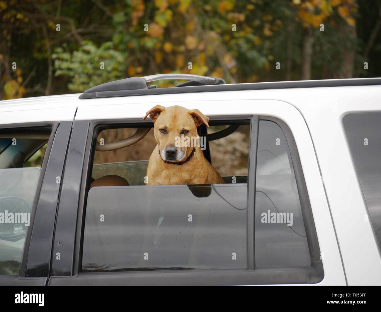 Dog facing front with its head sticking out of the window of a car ...