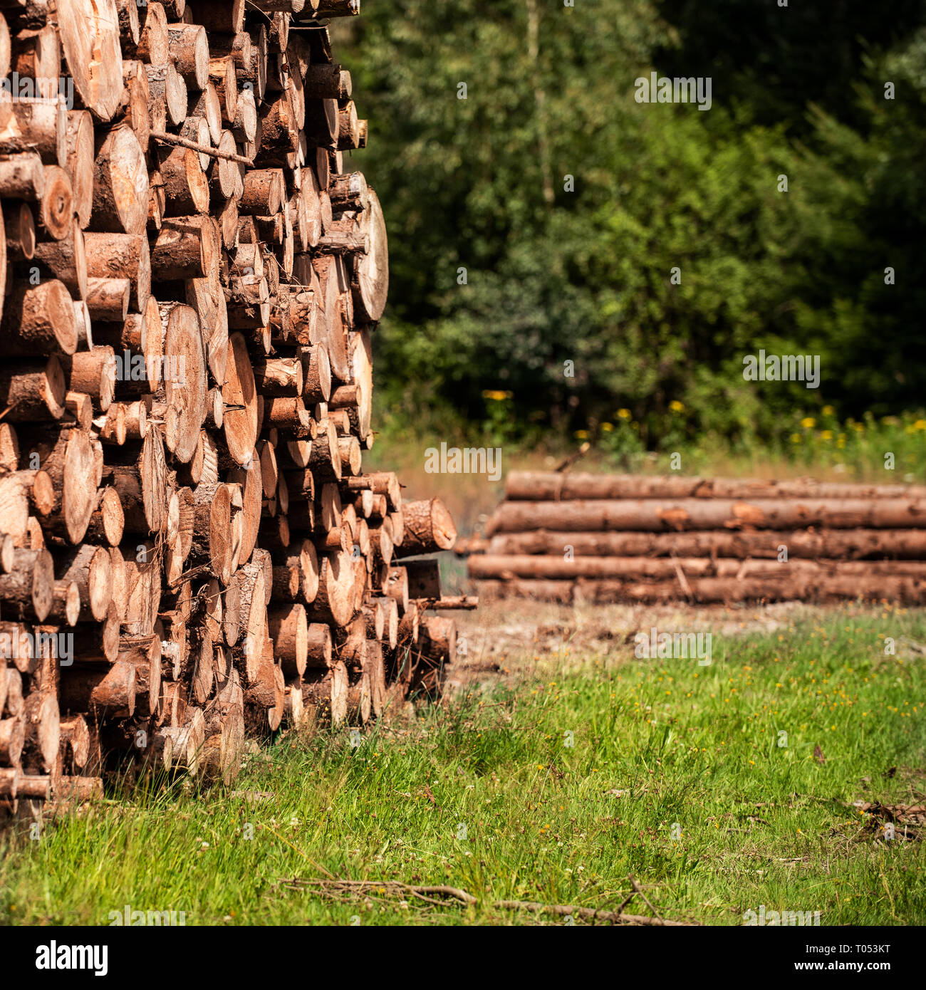 Pine tree forestry exploitation. Stumps and logs. Overexploitation ...