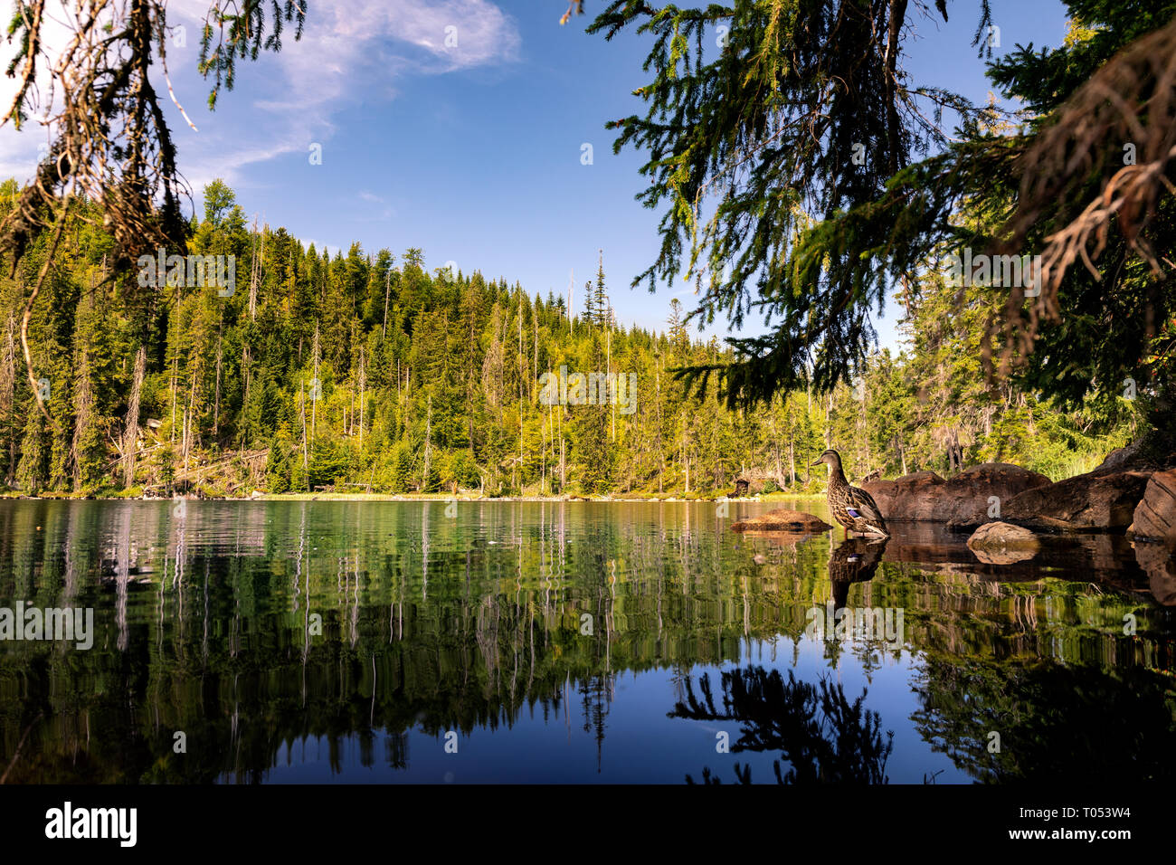 Sumava national park hi-res stock photography and images - Alamy