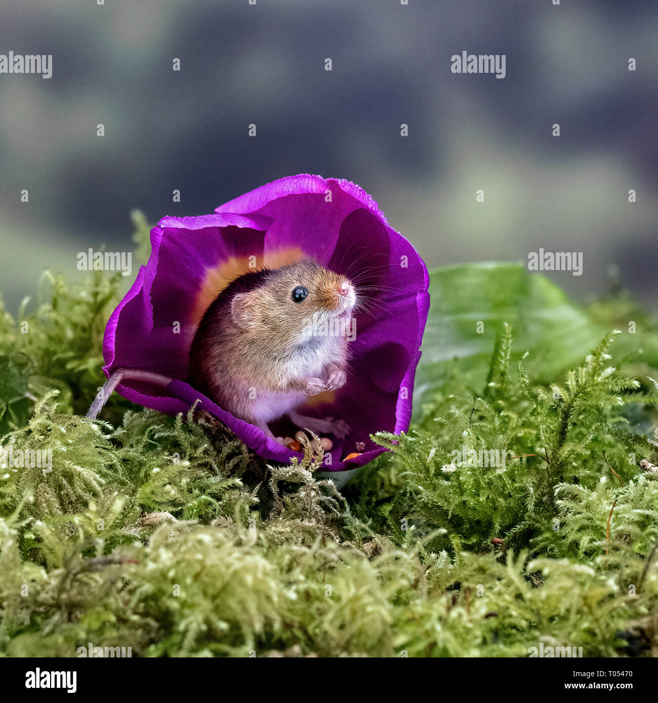 Purple rodent hi-res stock photography and images - Alamy