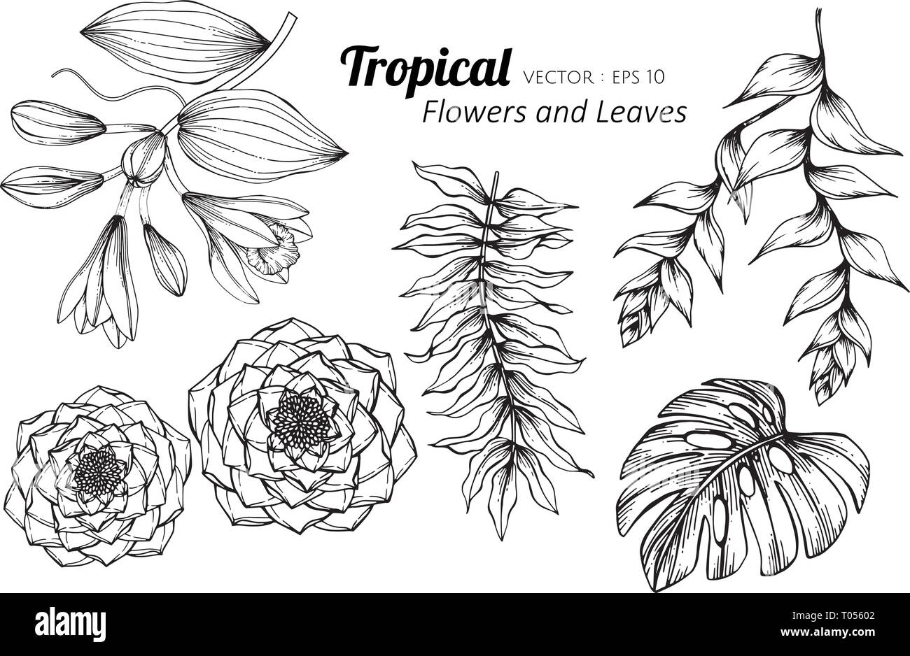 How To Draw Tropical Flowers