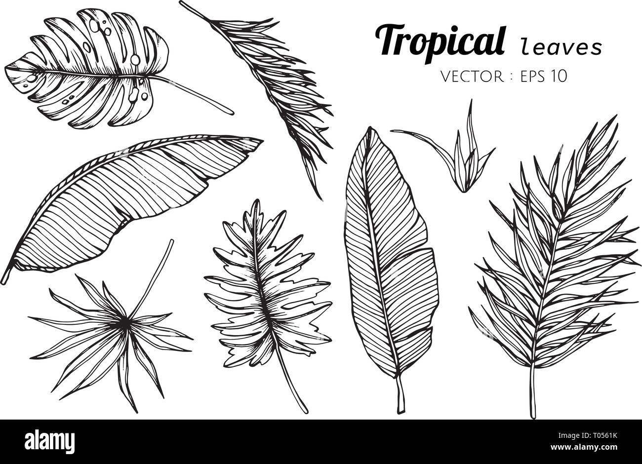Collection set of Tropical leaves drawing illustration. for pattern ...