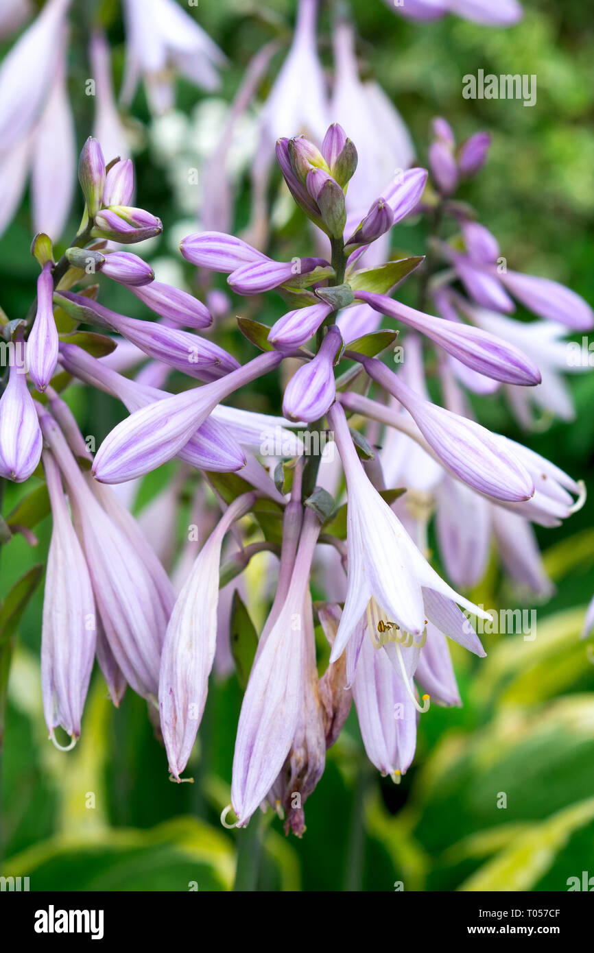 splendid blossoming hosta in landscape Stock Photo - Alamy