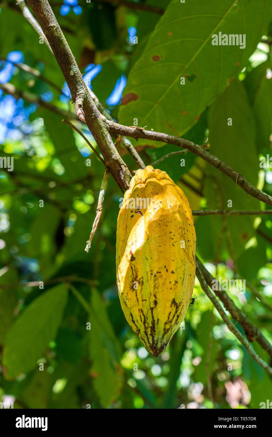 Yellow fruit cocoa tree close hi-res stock photography and images - Alamy