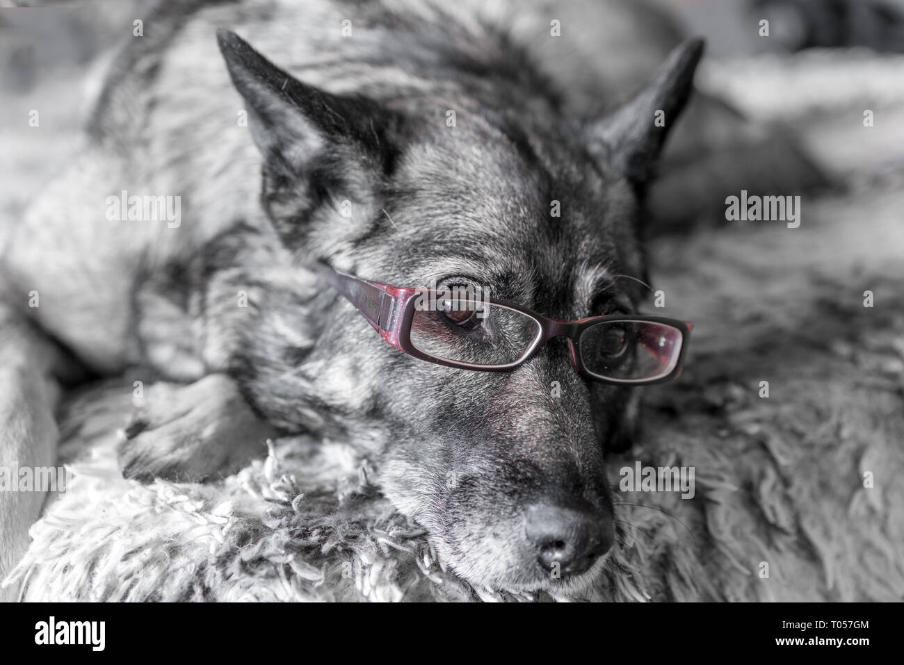 Eye glasses and dog hi-res stock photography and images - Alamy