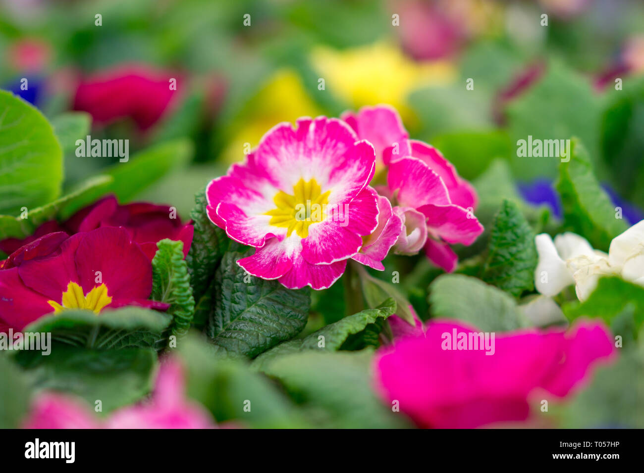 Perennial primrose or primula Stock Photo - Alamy