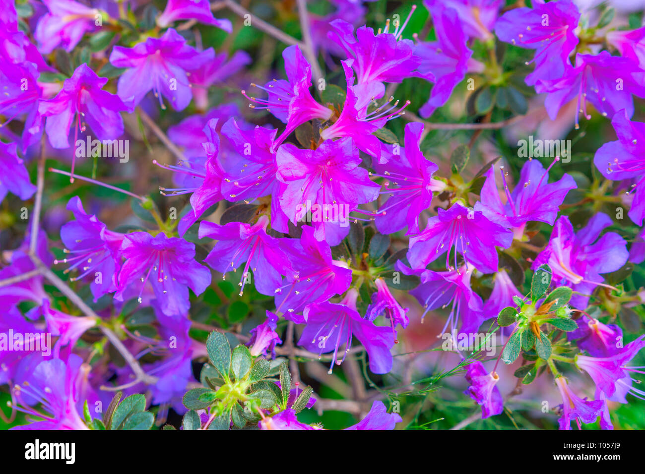 Indian azalea hi-res stock photography and images - Alamy