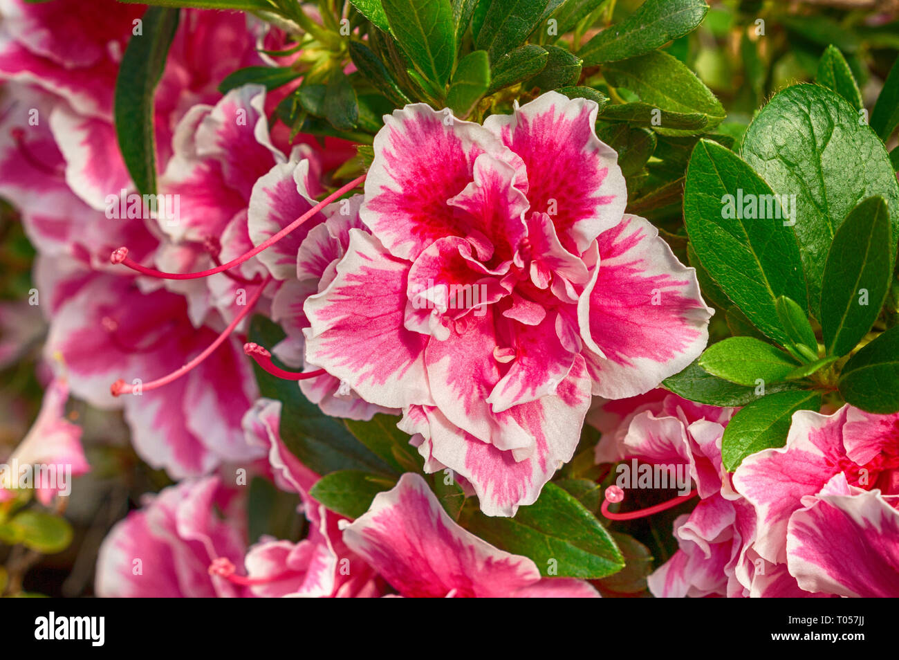 Azalea close up hi-res stock photography and images - Alamy