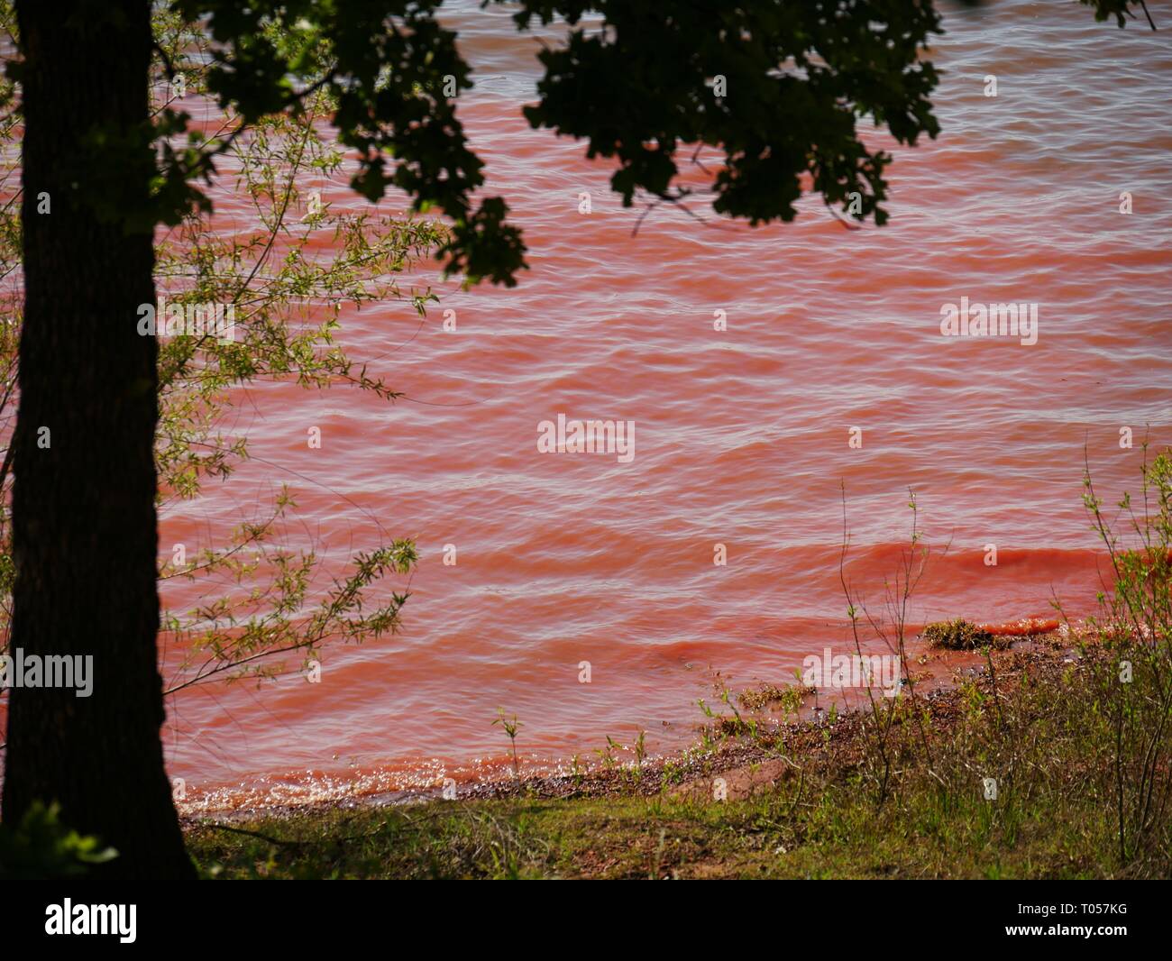Reddish water at a lake with the silhouette of a tree at the riverside ...