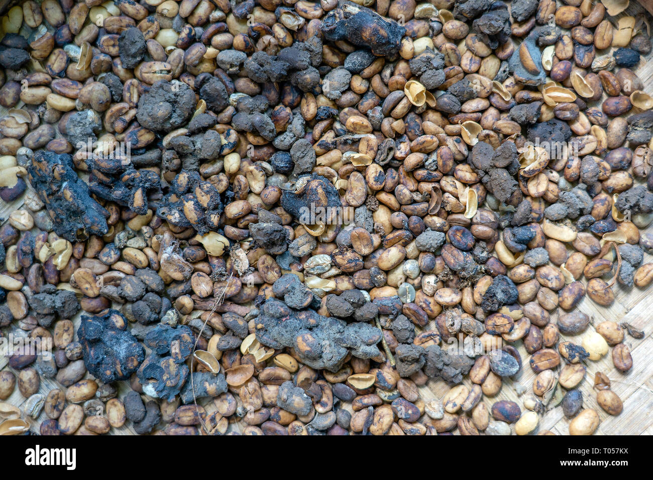 Luwak coffee, unclean coffee beans, close up. Kopi luwak is coffee that ...
