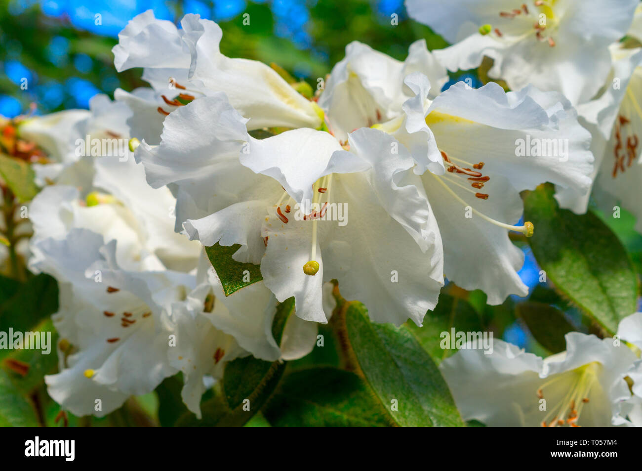White azalea hi-res stock photography and images - Alamy