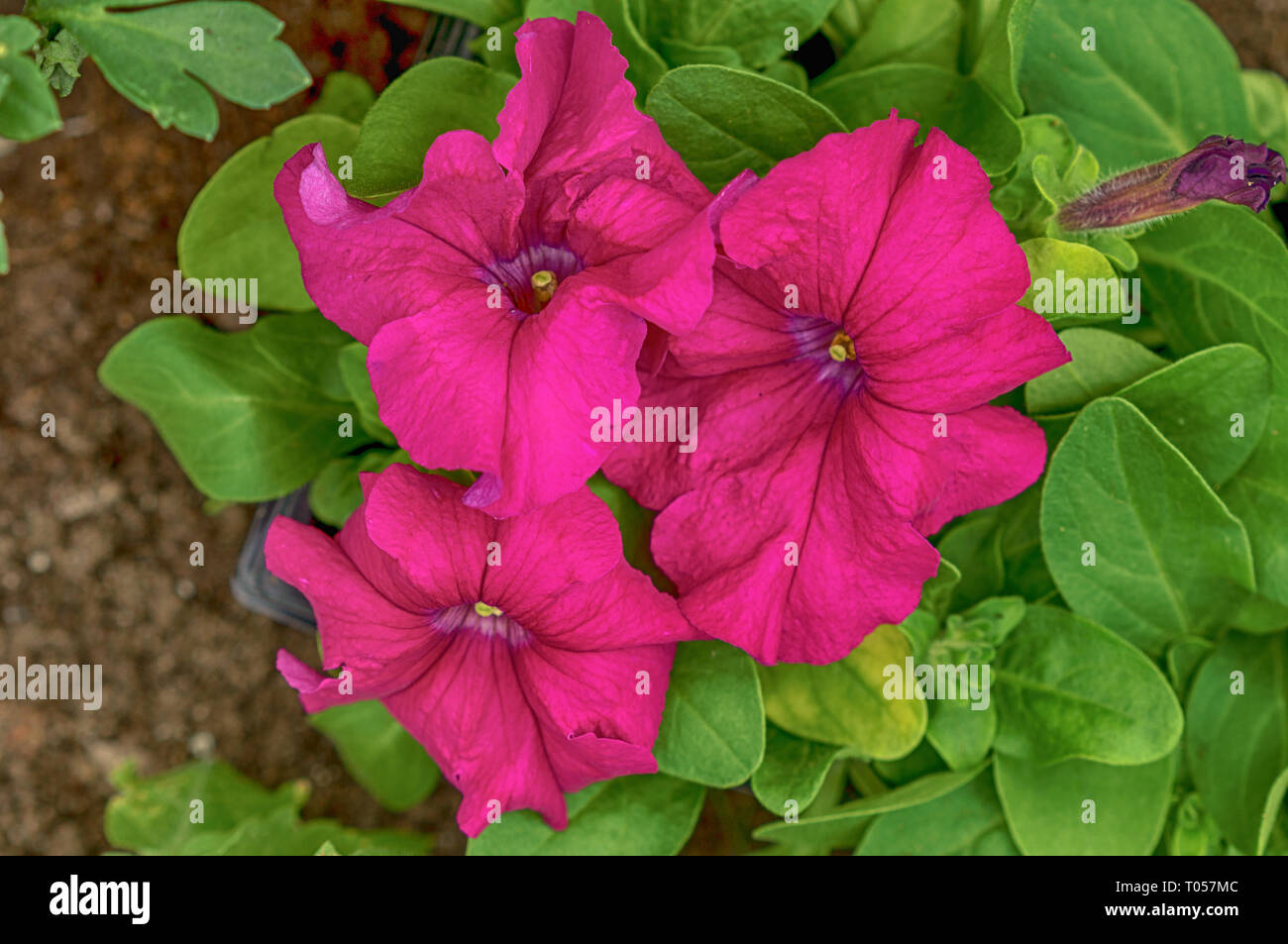 Garden petunia hi-res stock photography and images - Alamy